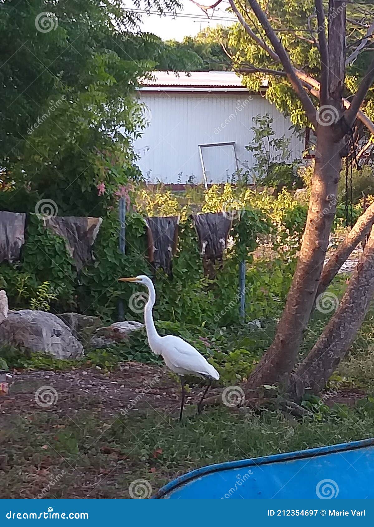 White big cowbird stock image. Image of shrub, branch - 212354697