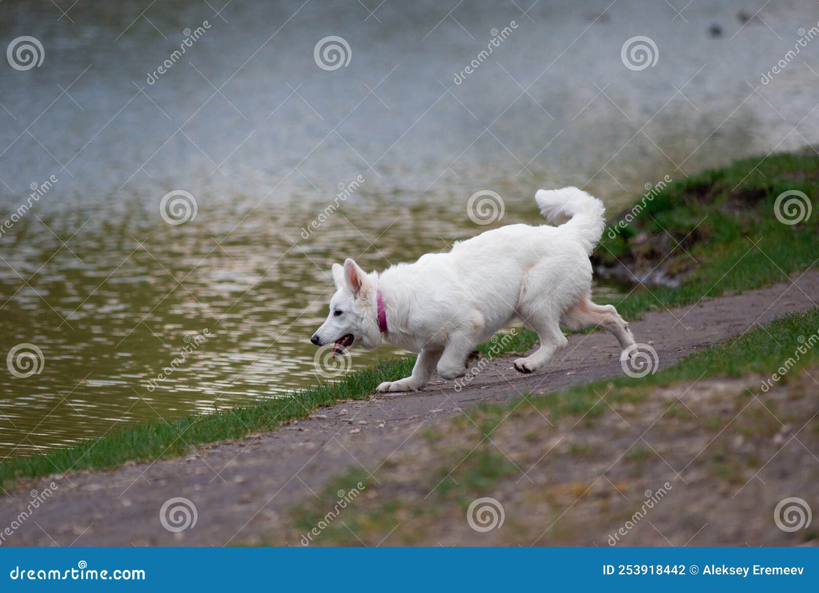 White Big Dog Runs Along the River Stock Photo - Image of grass, forest ...