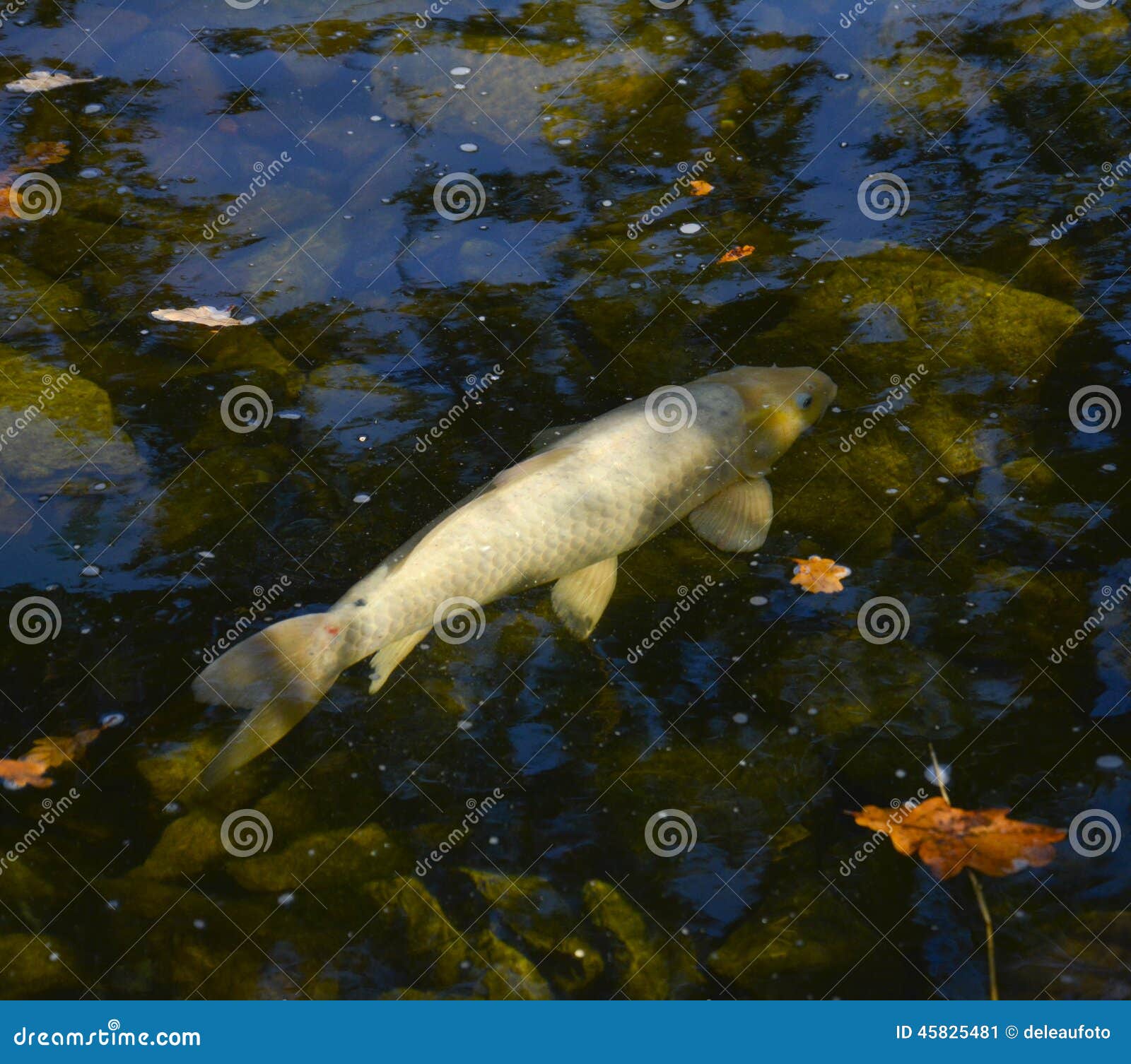 White big fish stock image. Image of white, fish, stream - 45825481