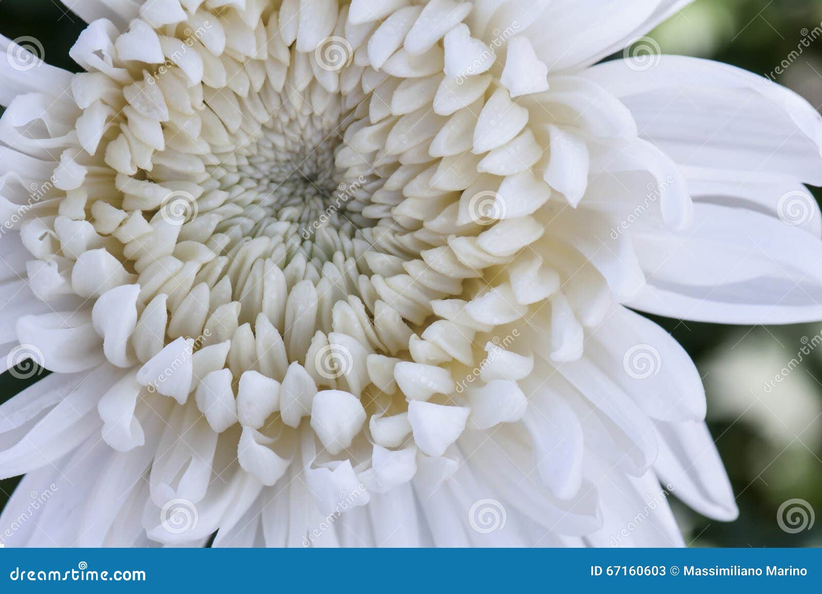 White big flower stock image. Image of beautiful, nature - 67160603