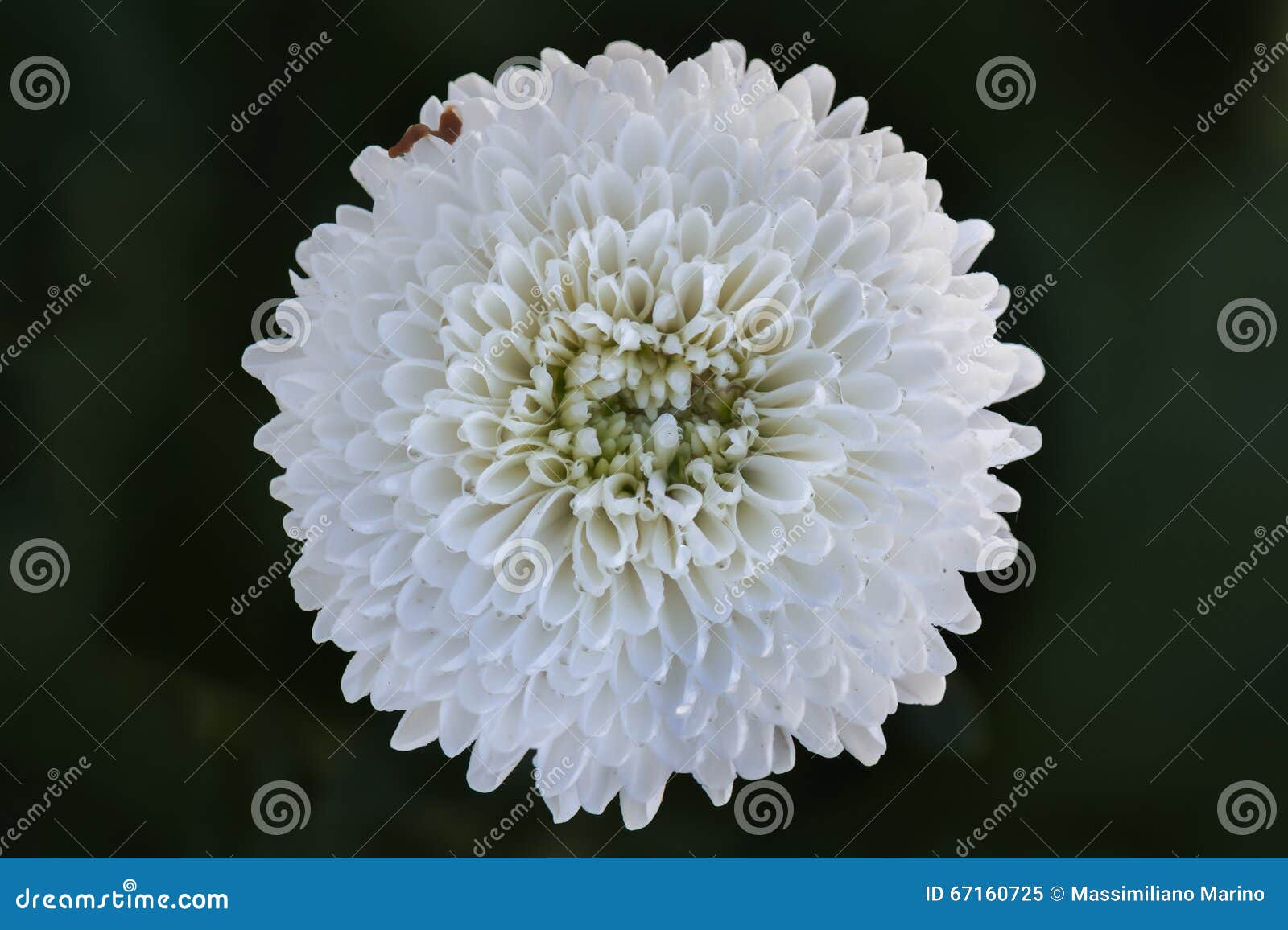 White big flower stock image. Image of floral, nature - 67160725
