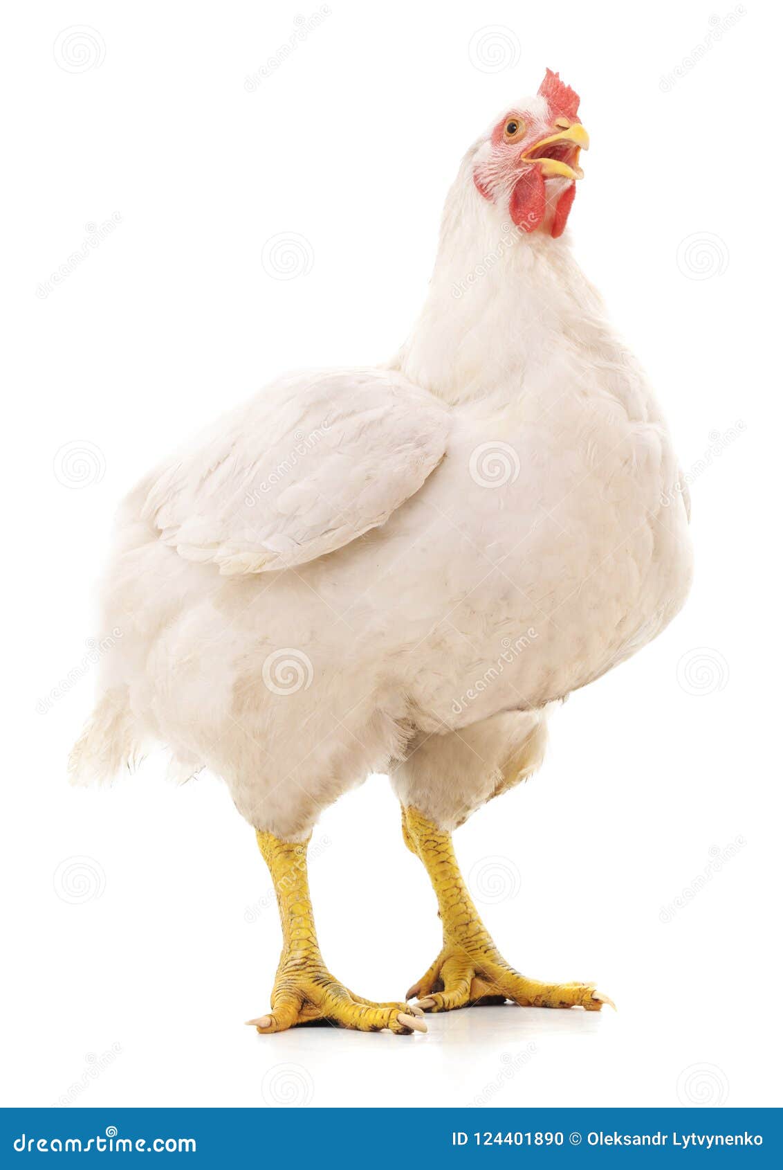 White big hen. stock photo. Image of nature, animal - 124401890