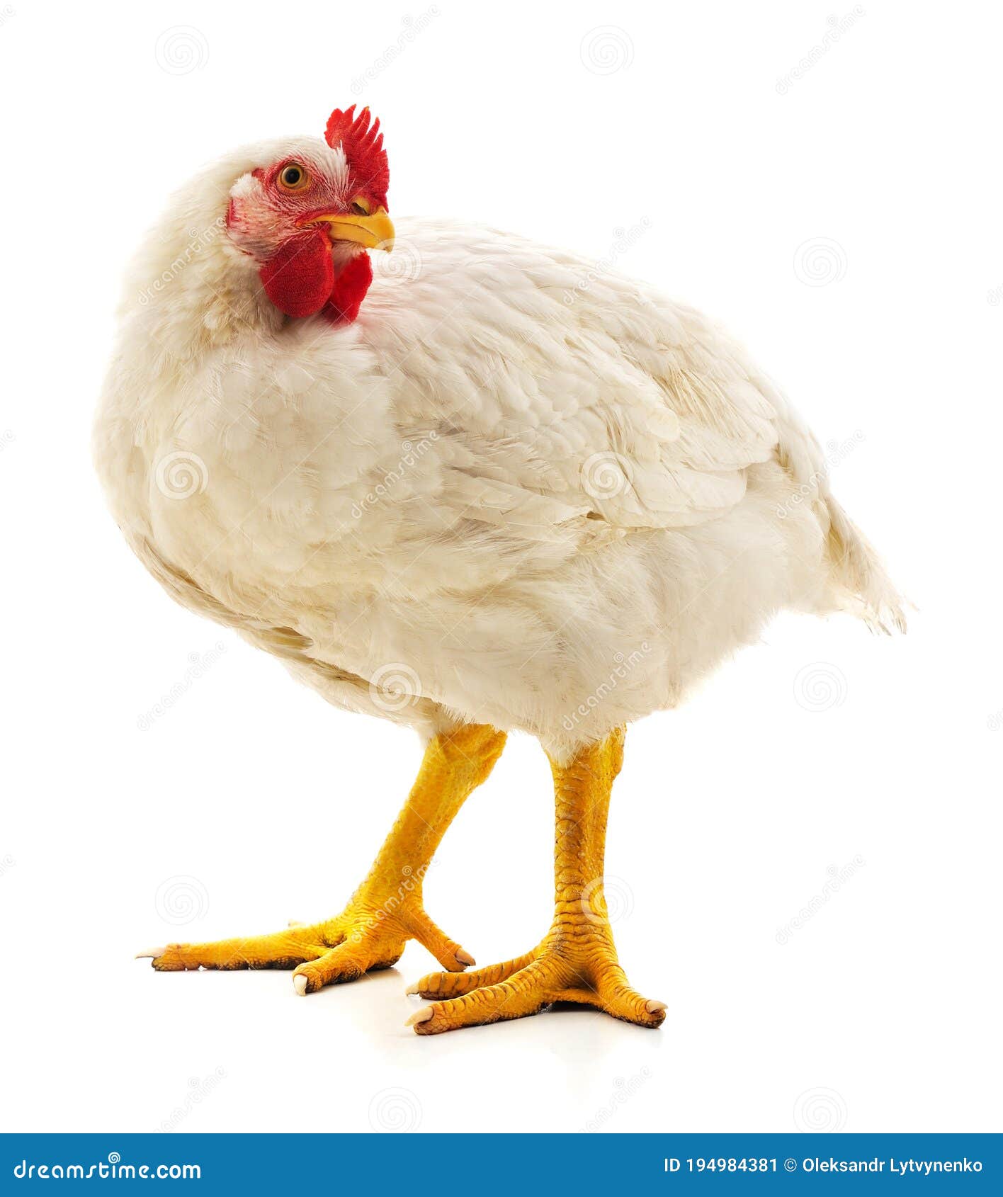 White big hen stock image. Image of cockerel, coop, beak - 194984381