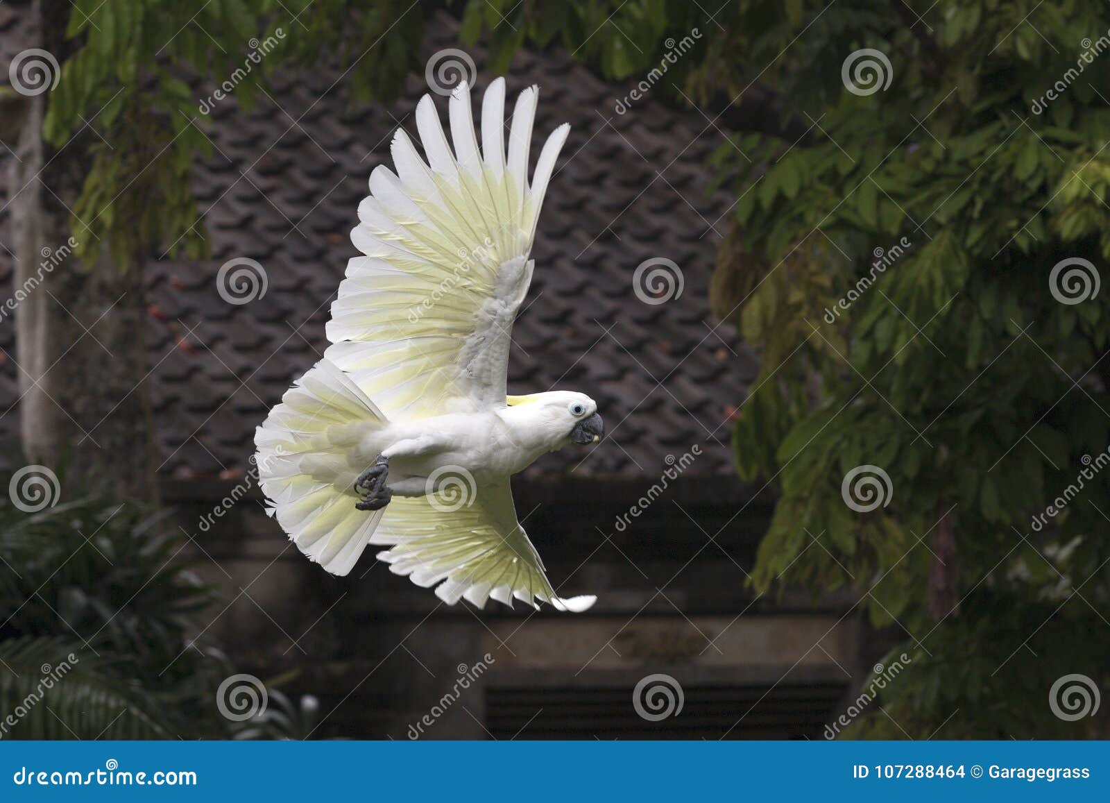 White Big Parrot Flying at the Jungle Stock Photo - Image of bird, asia ...