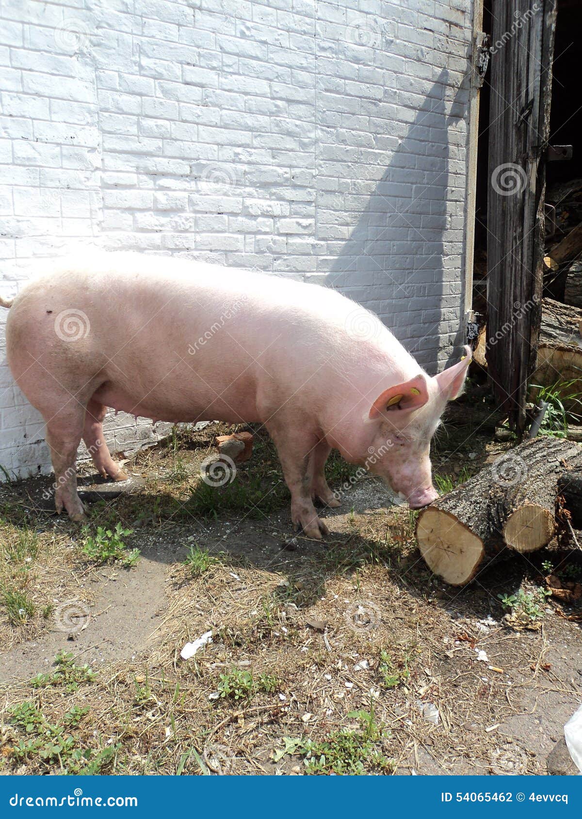 White big pig stock photo. Image of farming, pride, side - 54065462