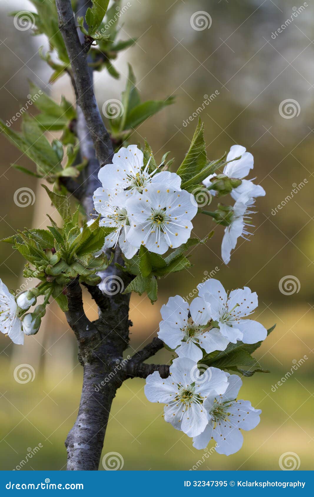 White Bing Cherry Blossoms - Prunus Avium Stock Image - Image of ...