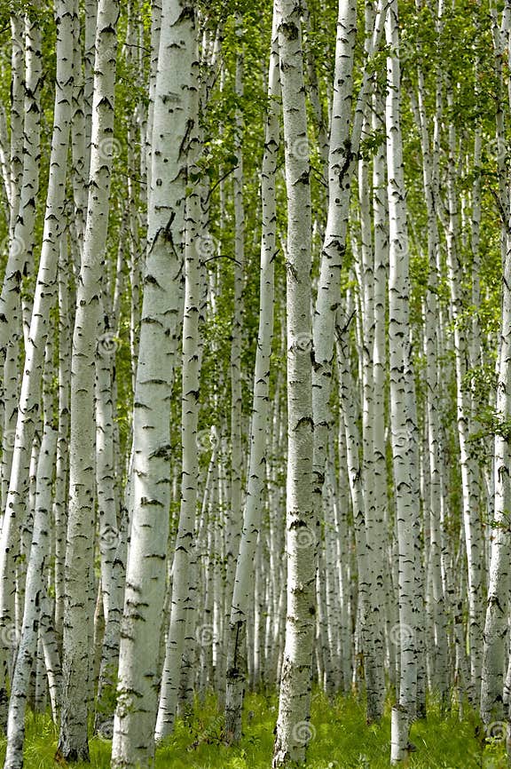 White Birch stock image. Image of timber, white, summer - 8438343