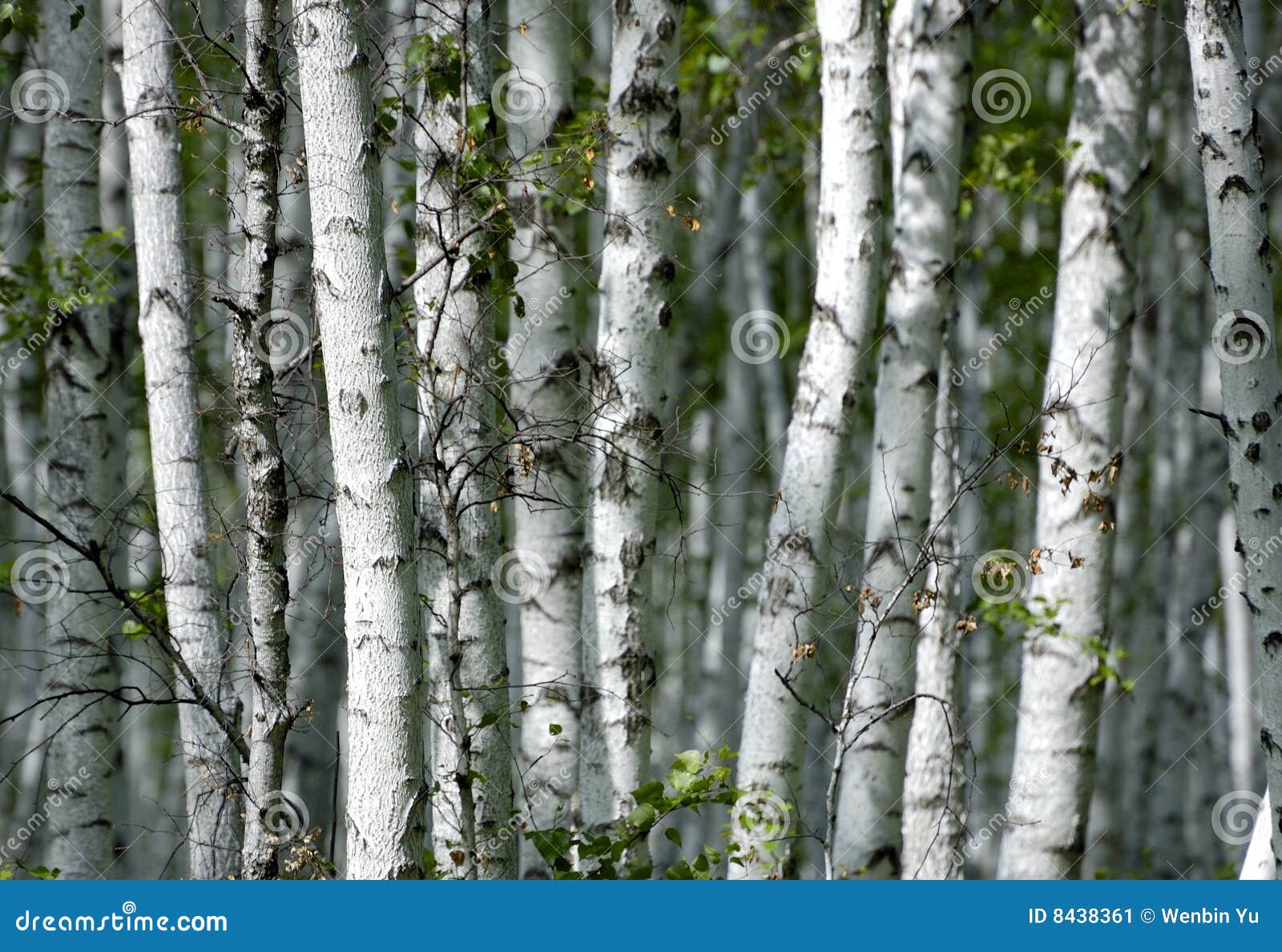 White Birch stock image. Image of birch, forest, summer - 8438361
