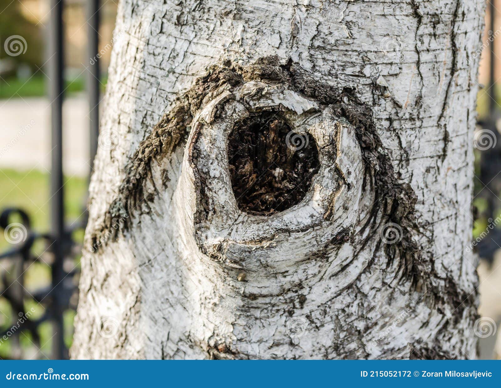 White Birch As a Background. Stock Photo - Image of space, plant: 215052172