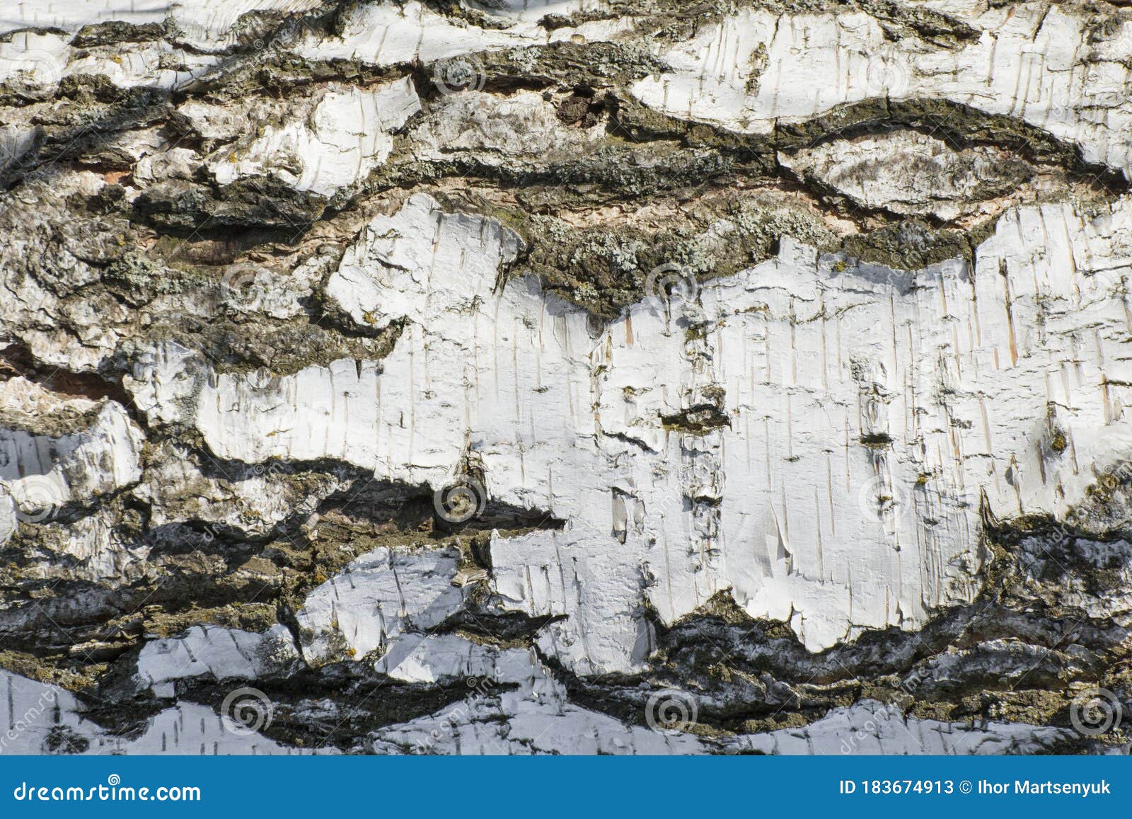 White Birch Bark. Texture of Birch or Alder Bark for Design Stock Image ...