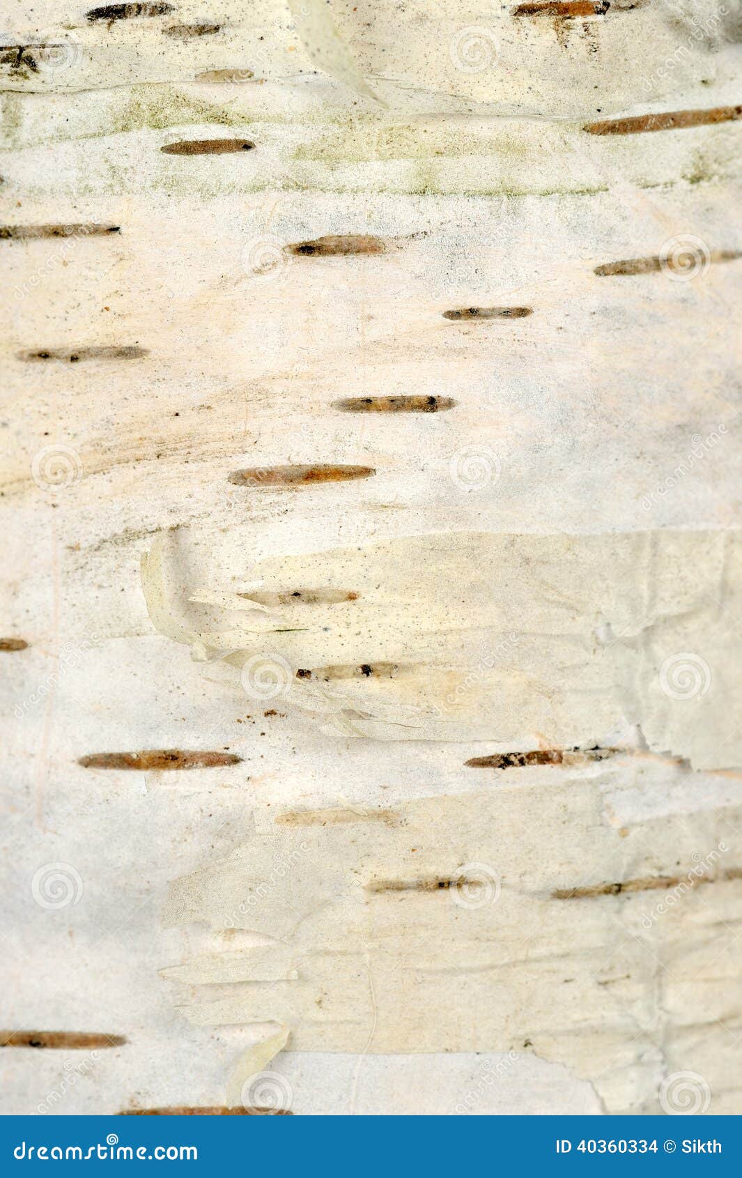 White Birch Bark Texture stock photo. Image of flora - 40360334