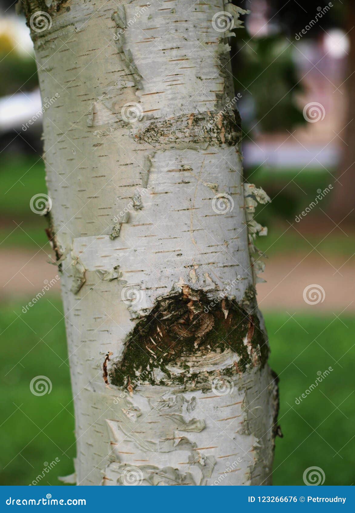 White birch bark stock photo. Image of grunge, pattern - 123266676