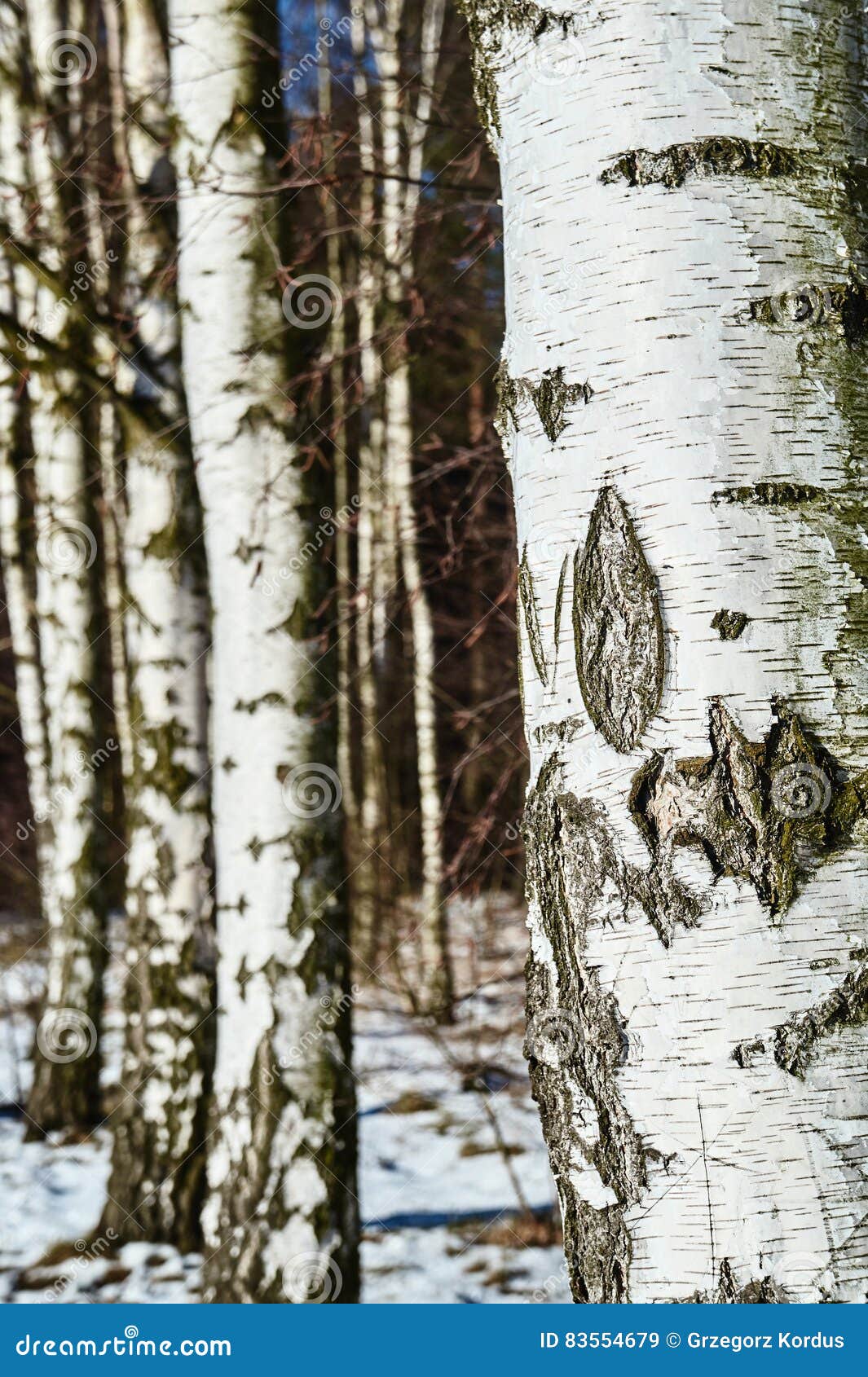 White Birch Bark in the Winter Stock Image - Image of bark, winter ...
