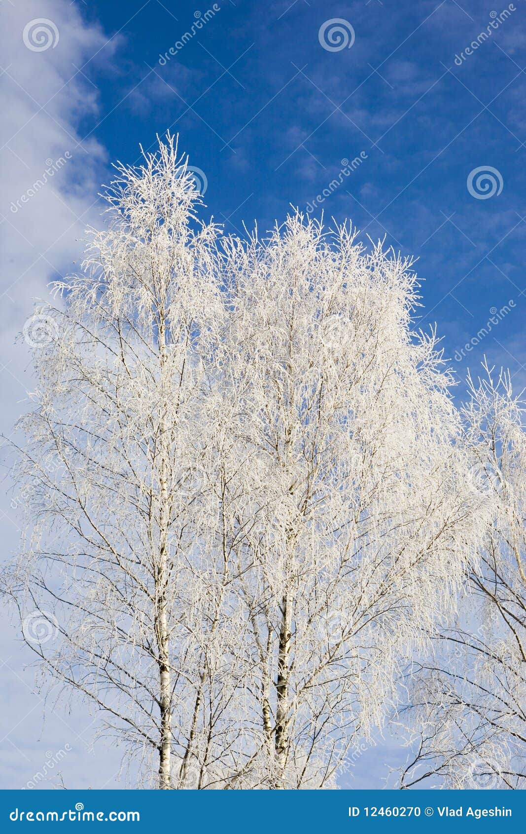 White birch branches stock photo. Image of december, weather - 12460270