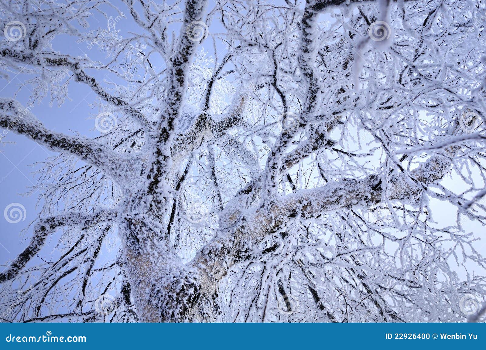 White birch branches stock photo. Image of birch, white - 22926400