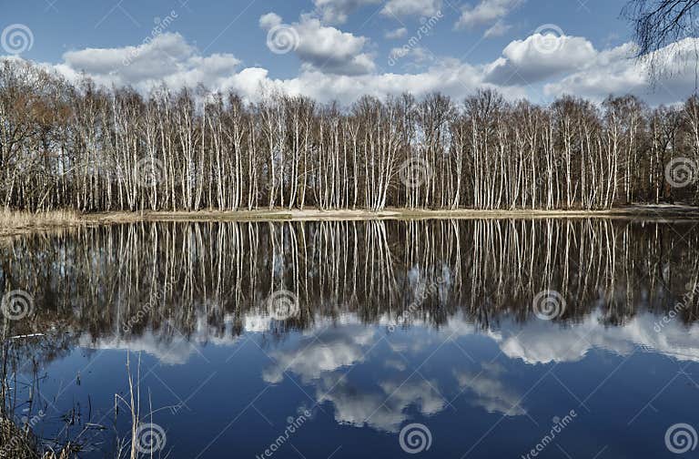 White Birch Coppice Reflected in the Lake Stock Photo - Image of ...