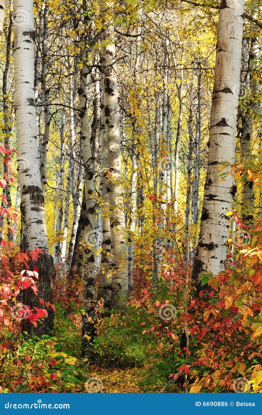 White Birch in the Fall stock photo. Image of autumn, white - 6690886