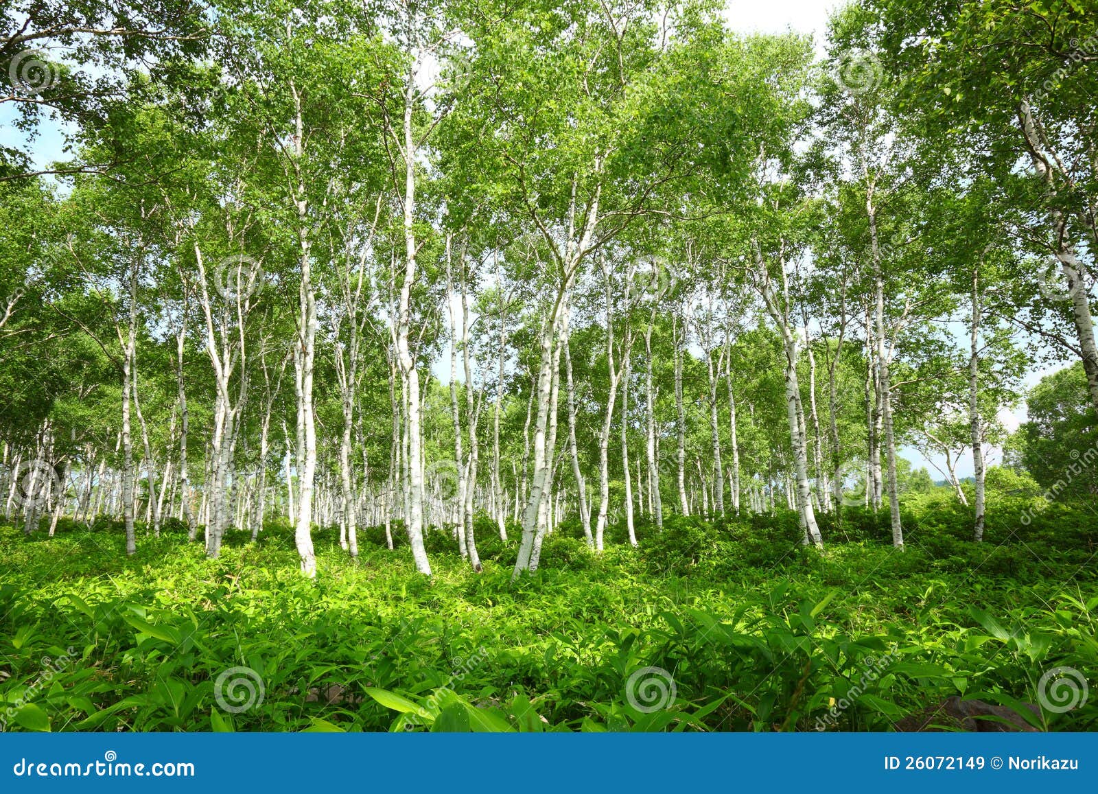 White birch forest stock image. Image of birch, plant - 26072149