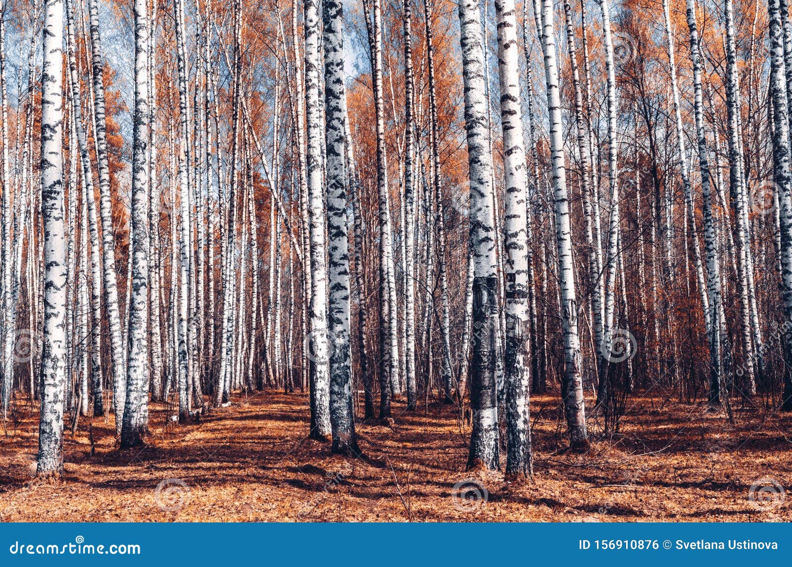 White Birch Forest Background at Fall. Stock Photo - Image of birch ...
