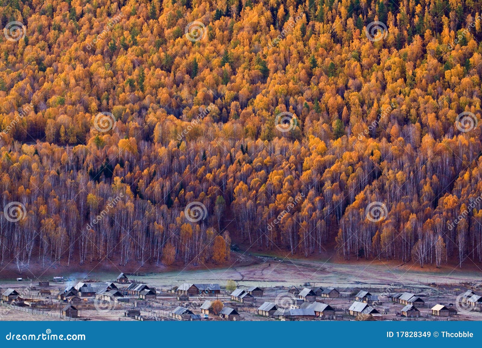 White Birch Forest of Hemu,Xinjiang, China Stock Image - Image of ...