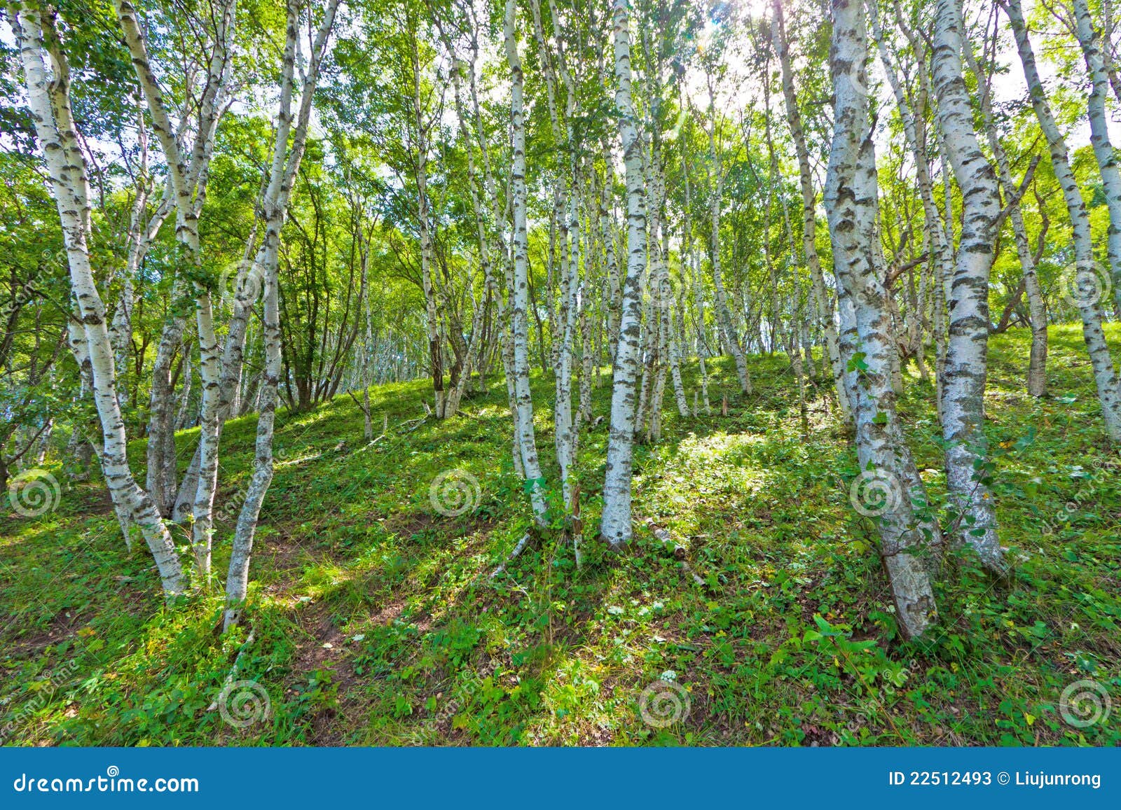 White Birch Forest Landscape Stock Photos - Image: 22512493