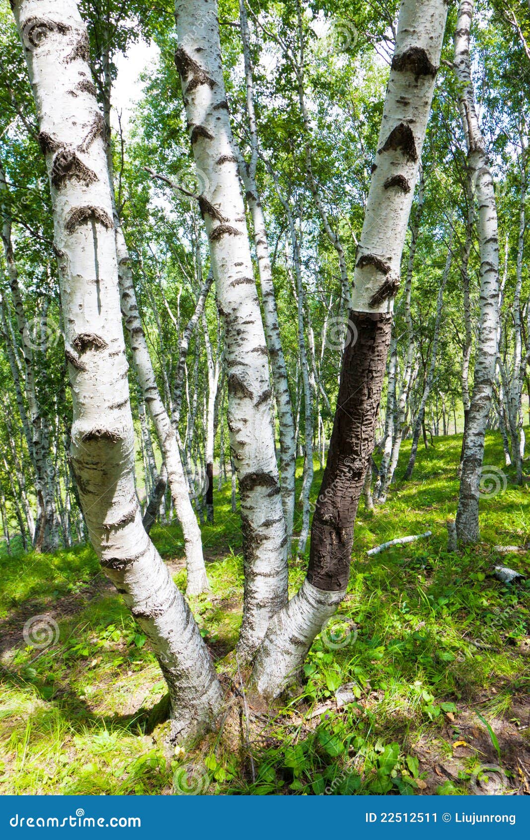 White Birch Forest Landscape Stock Image - Image of color, lands: 22512511