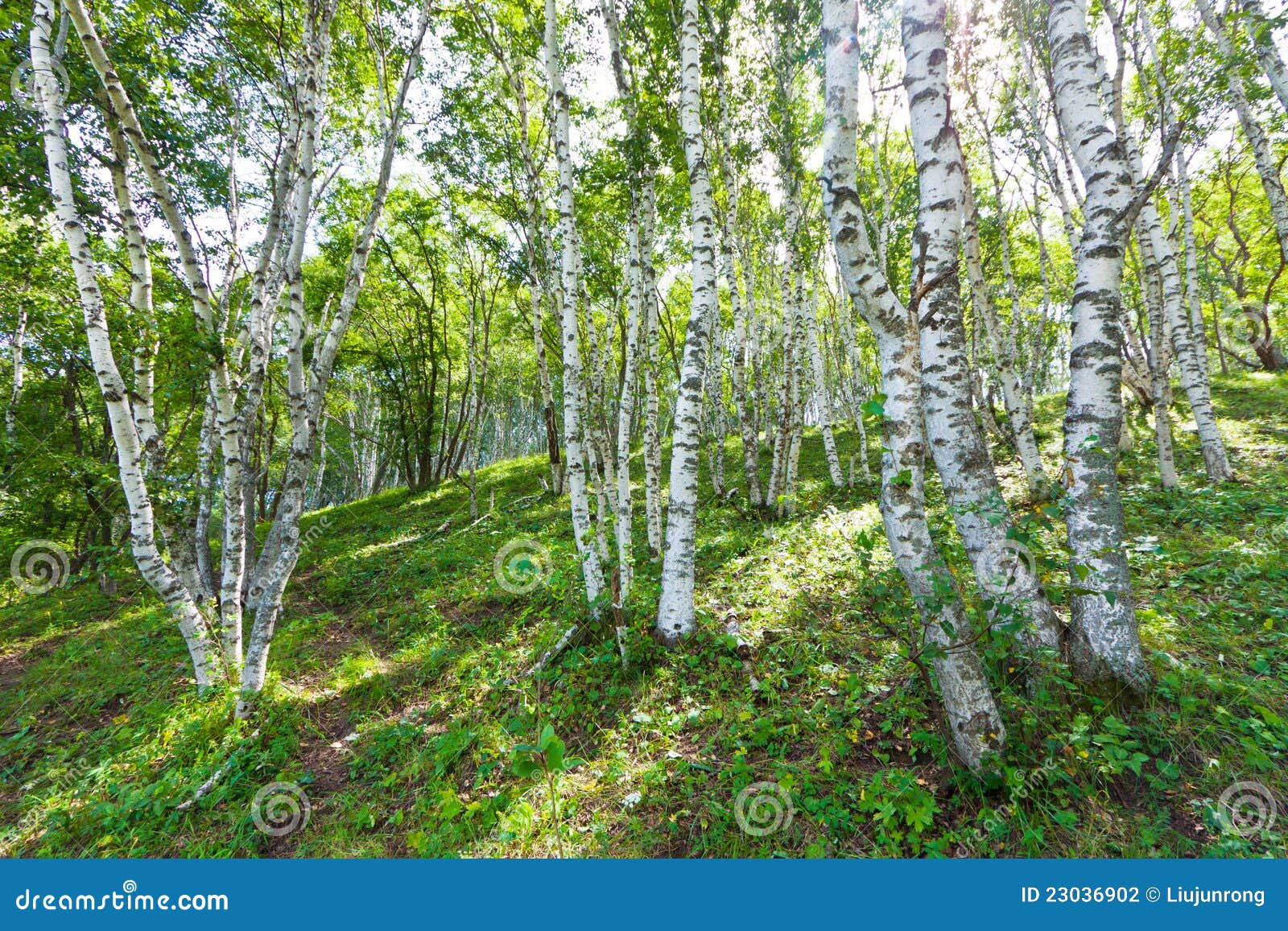 White Birch Forest Landscape Stock Photo - Image of hebei, nature: 23036902