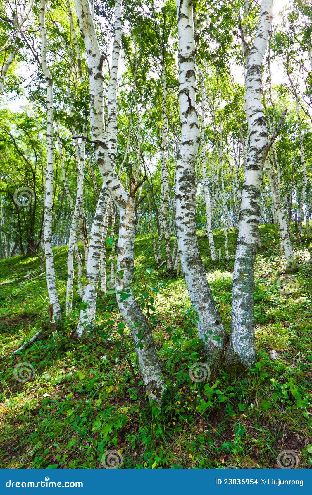 White Birch Forest Landscape Stock Photo - Image of chengde, nature ...