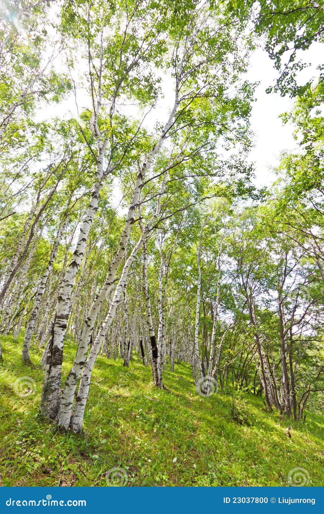 White Birch Forest Landscape Stock Photo - Image of landscape, farmland ...