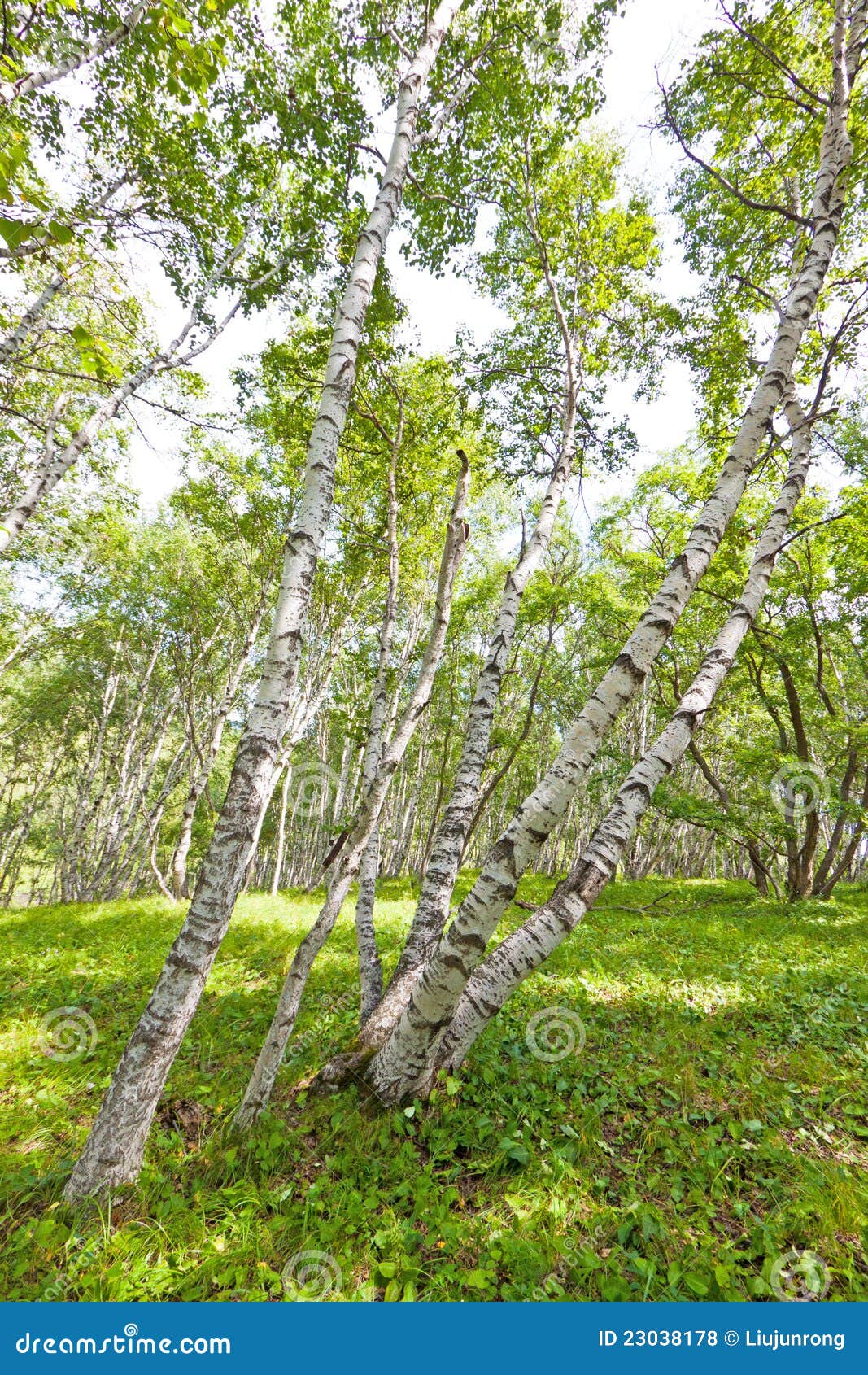 White Birch Forest Landscape Stock Photo - Image of concept, farms ...