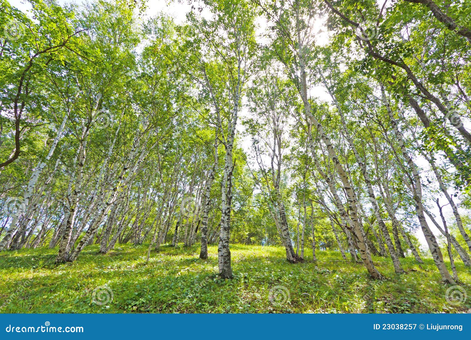 White Birch Forest Landscape Stock Image - Image of china, creative ...