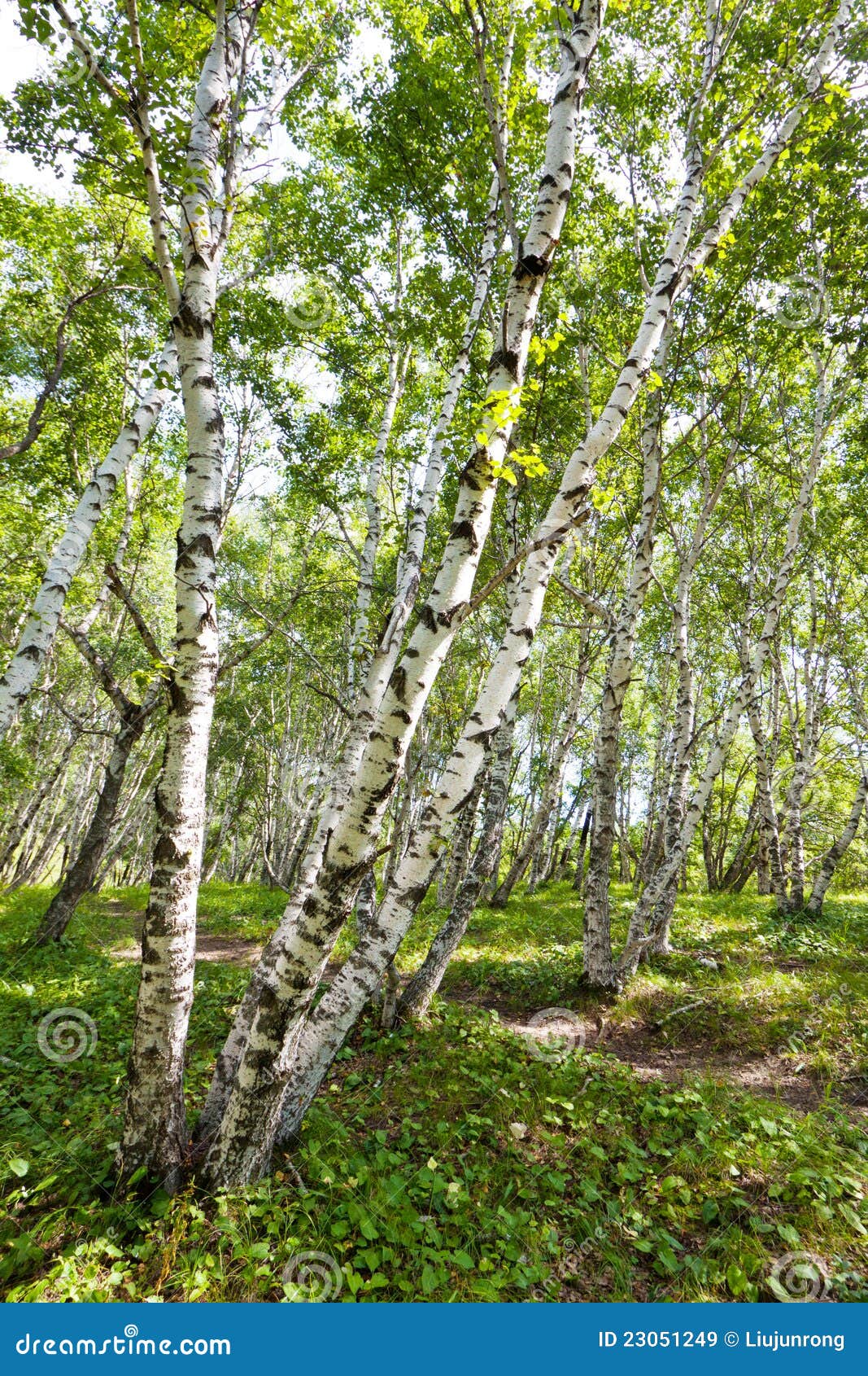 White Birch Forest Landscape Stock Image - Image of forest, green: 23051249
