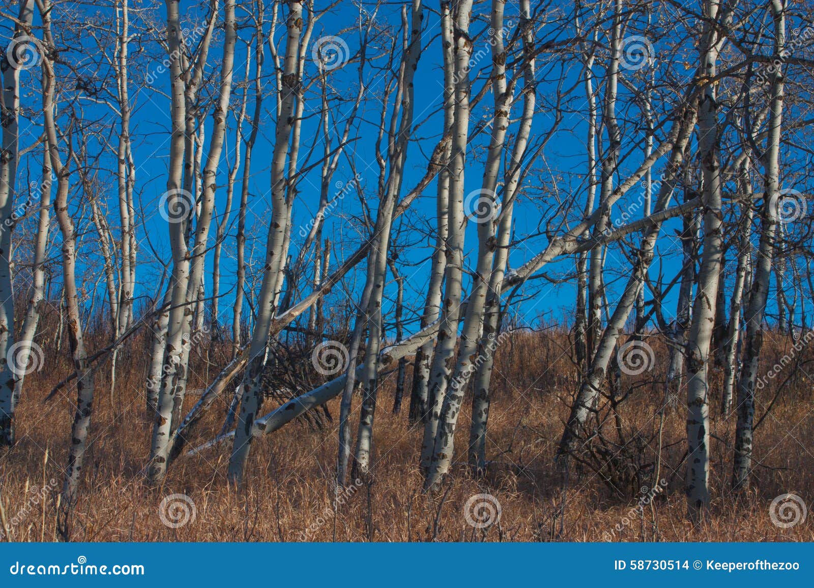 White Birch Grove stock photo. Image of tree, plantae - 58730514