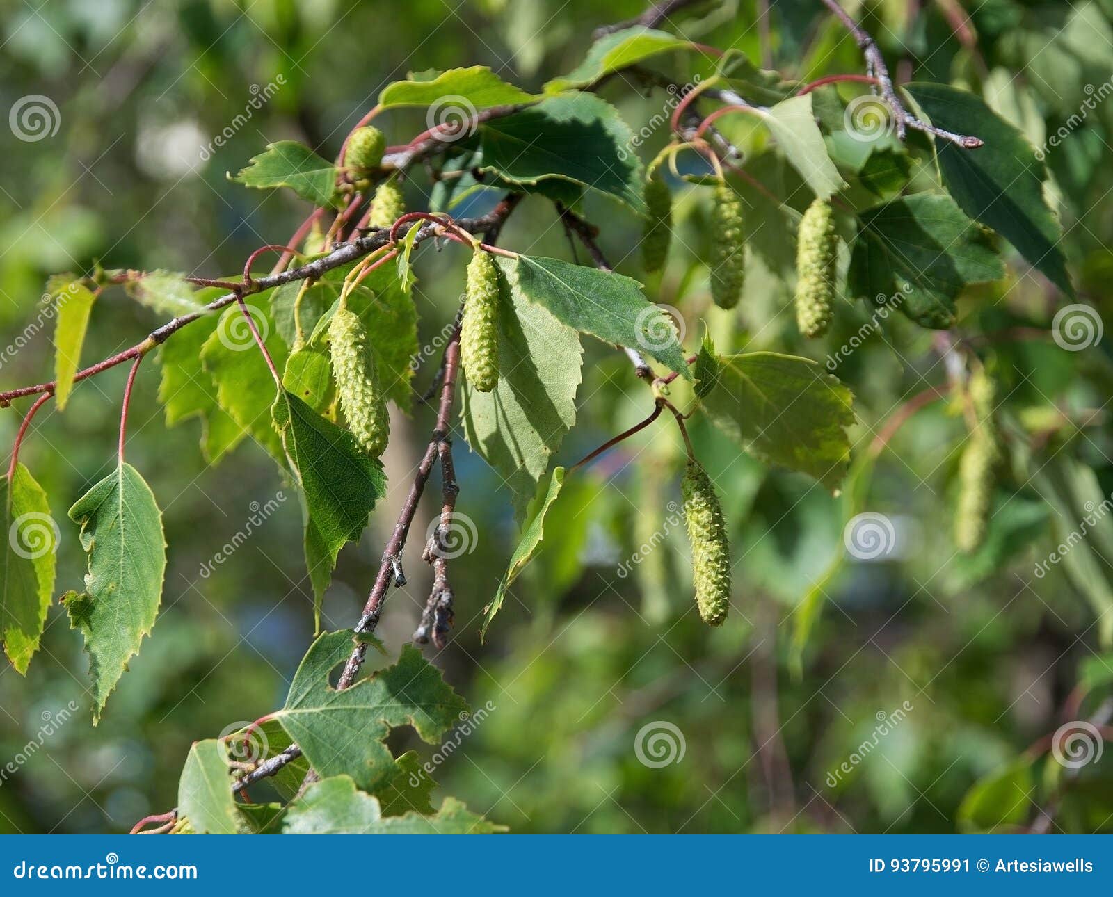 White birch seed pods stock image. Image of environment - 93795991