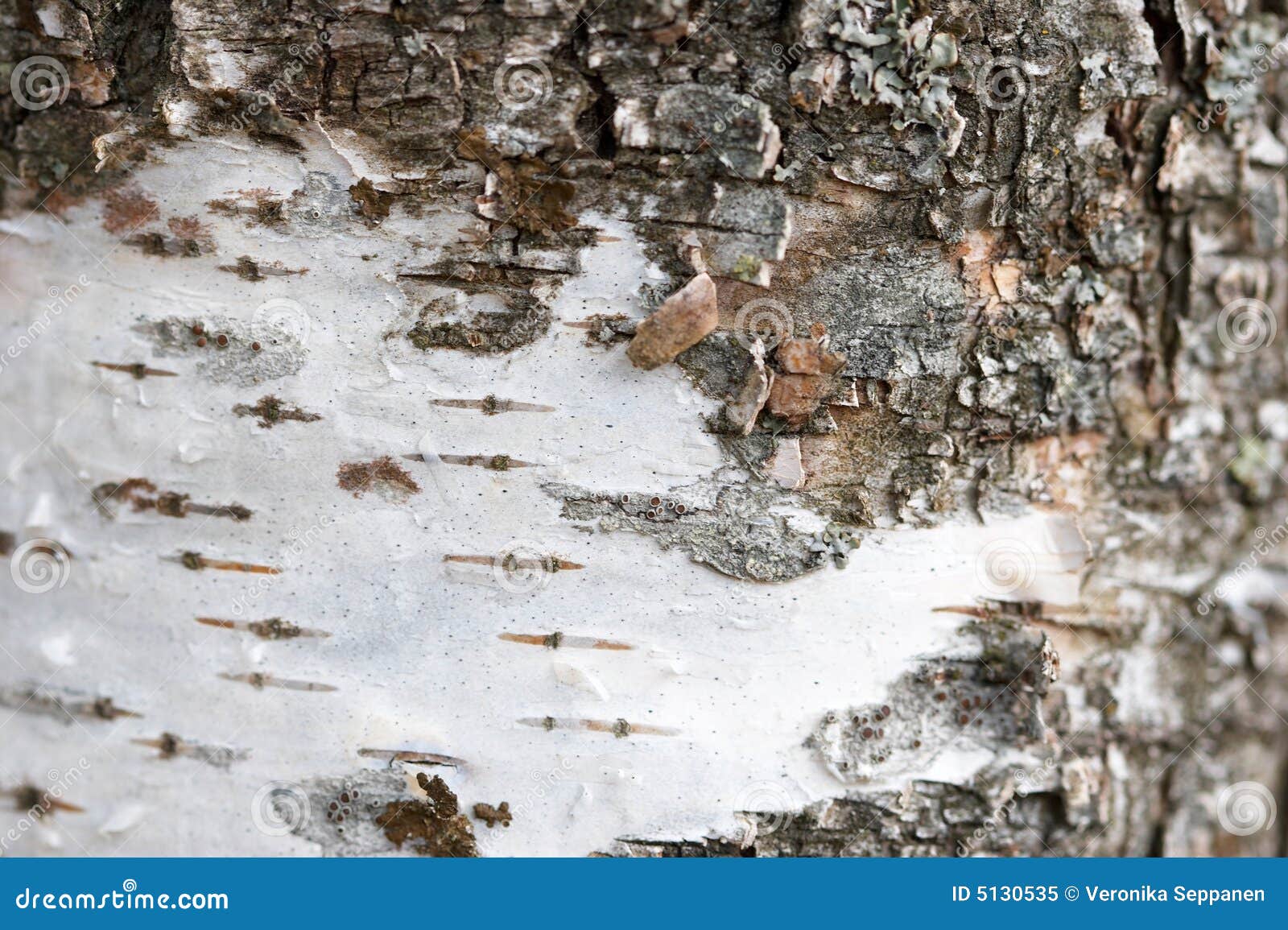 White Birch Texture stock image. Image of park, backgrounds - 5130535