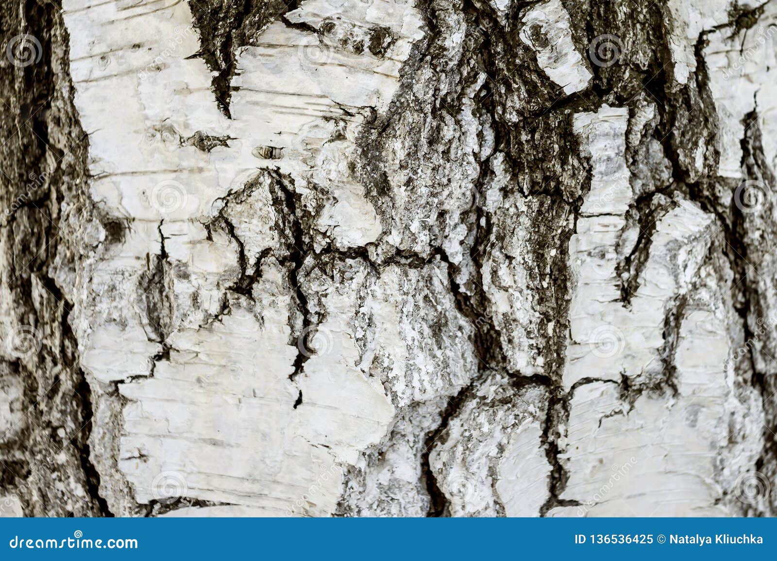 White Birch Texture Stock Images - Download 11,677 Royalty Free Photos