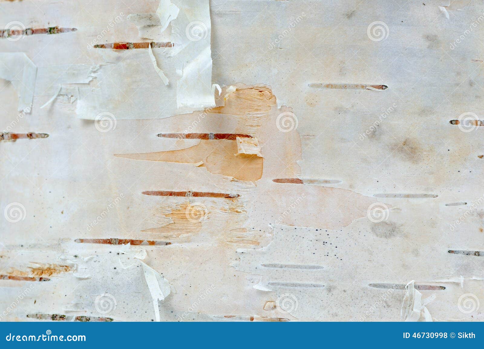 White Birch Tree Bark Texture Macro Stock Photo - Image of bark, macro ...