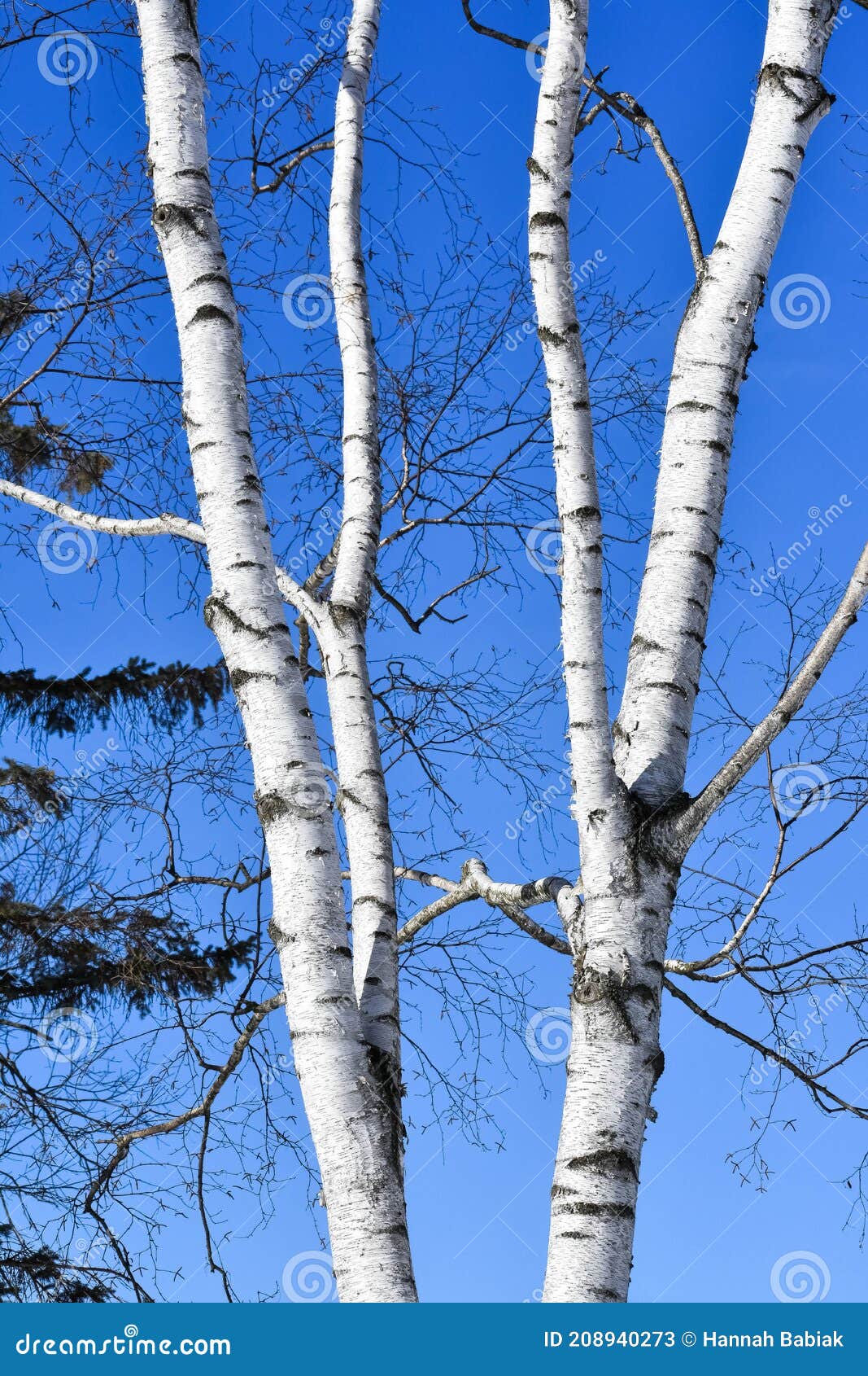 White Birch Tree Branches Blue Sky Background Stock Image - Image of ...