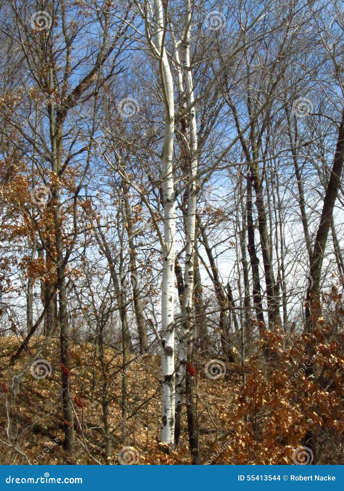 White Birch Tree Early Spring Stock Photo - Image of beautiful, plant ...