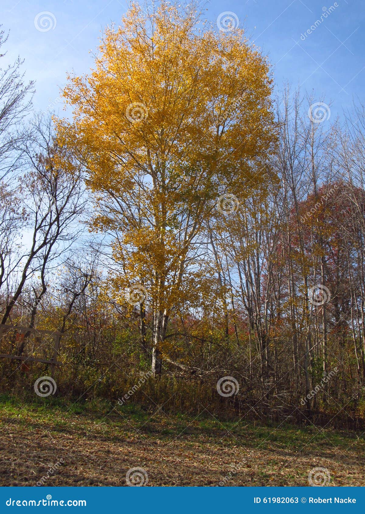 White Birch Tree with Fall Colors Stock Image - Image of white, fall ...