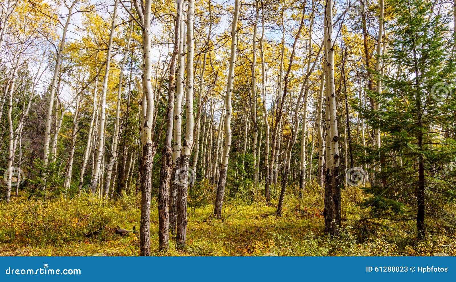 White Birch Tree Forest stock image. Image of outdoor - 61280023