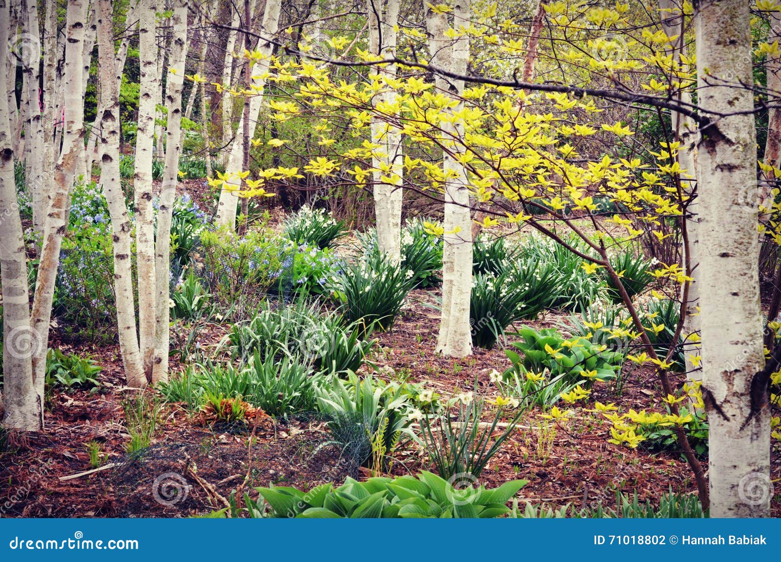 White Birch Tree Forest, Spring Flowers Stock Photo - Image of white ...