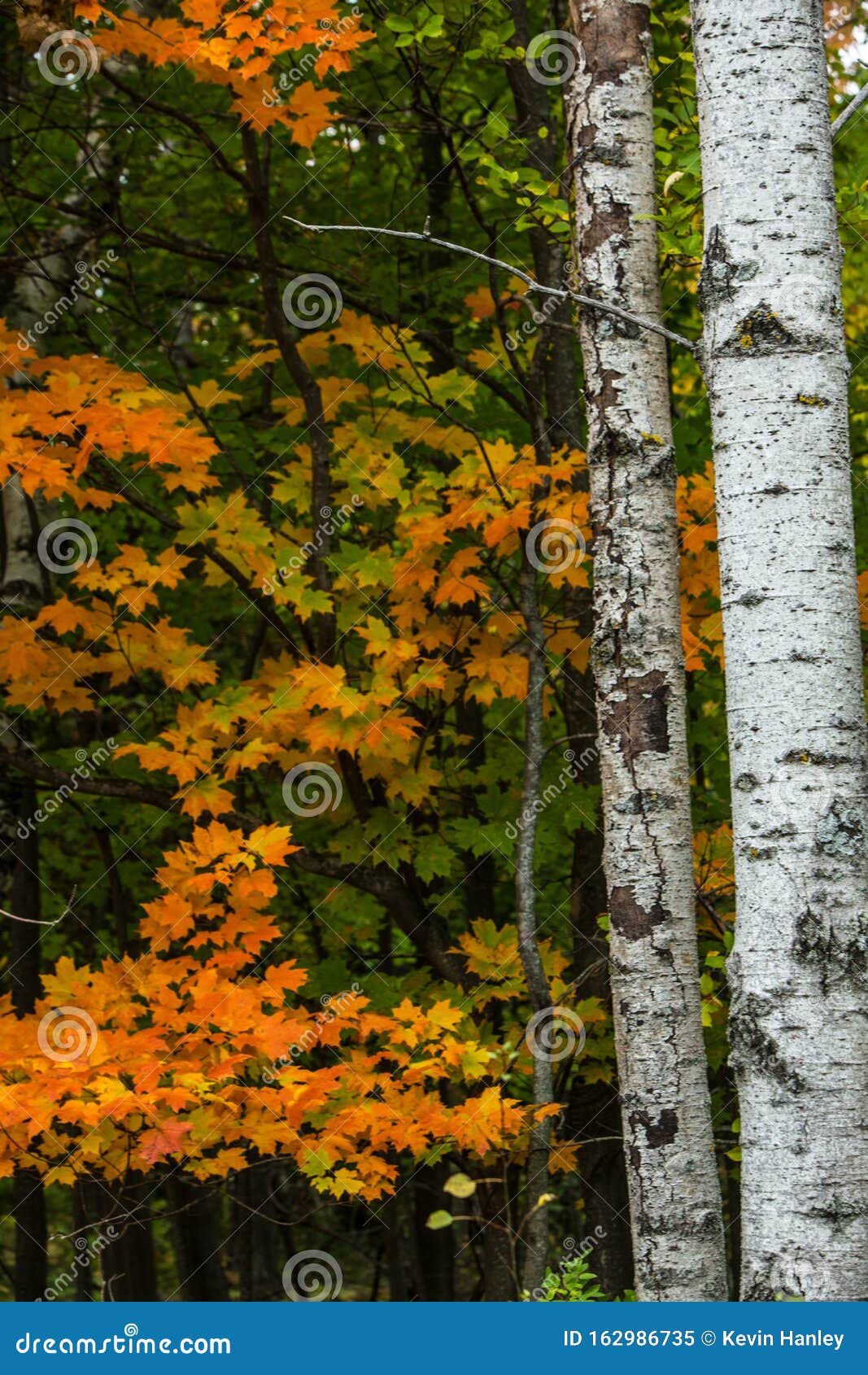 White Birch Tree with Intricate Pattern in the Midst of a Colorful ...