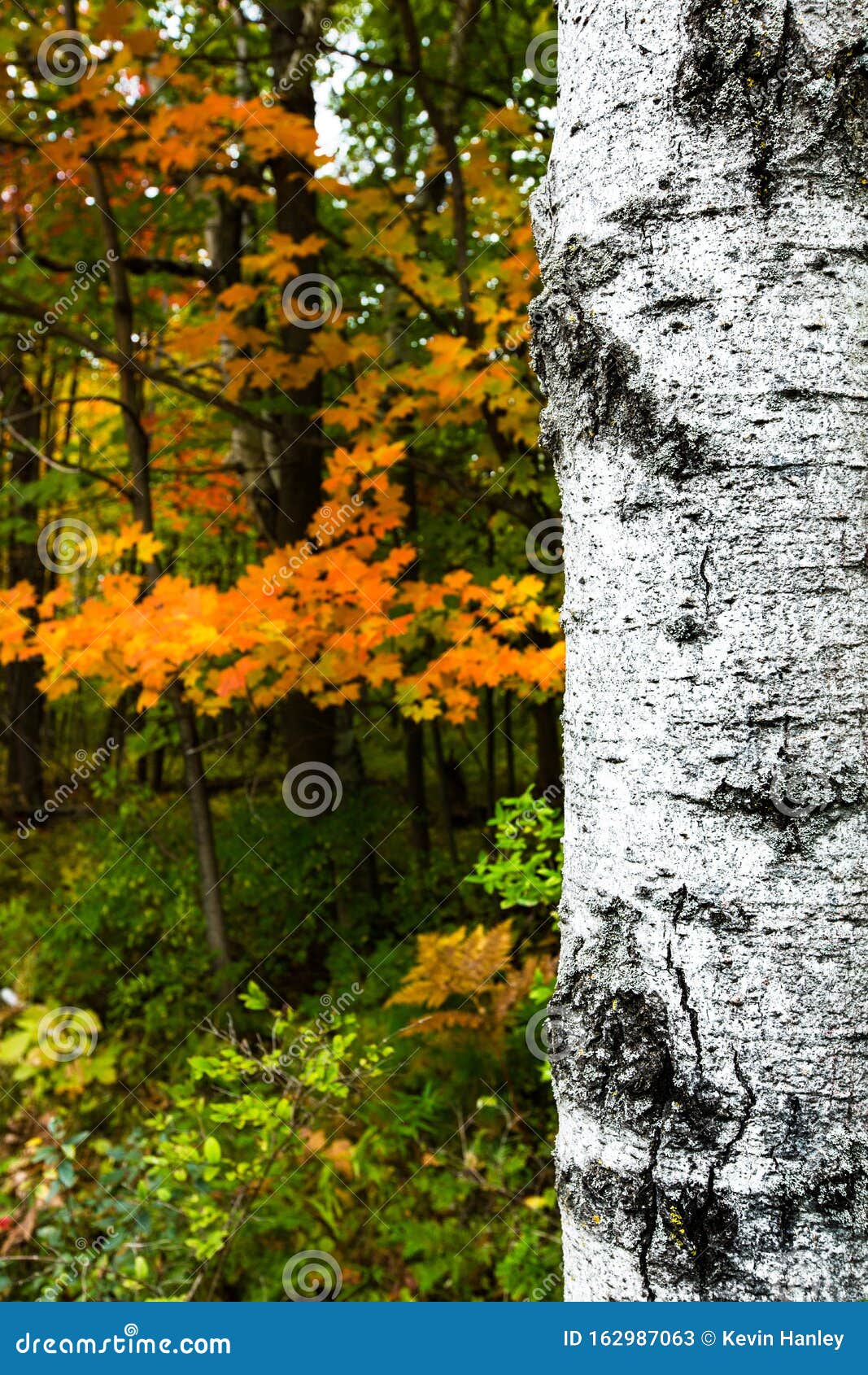 White Birch Tree with Intricate Pattern in the Midst of a Colorful ...