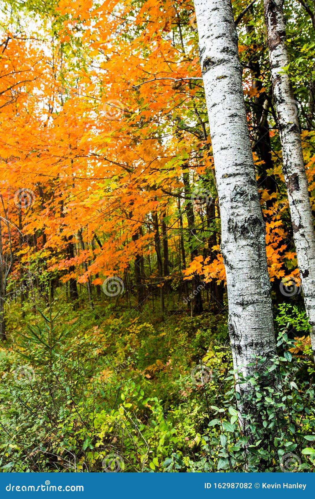 White Birch Tree with Intricate Pattern in the Midst of a Colorful ...