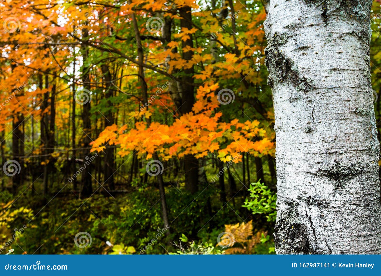 White Birch Tree with Intricate Pattern in the Midst of a Colorful ...