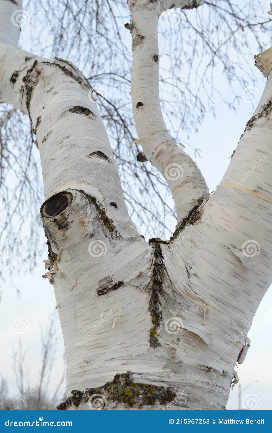 White Birch Tree stock image. Image of material, forest - 215967263