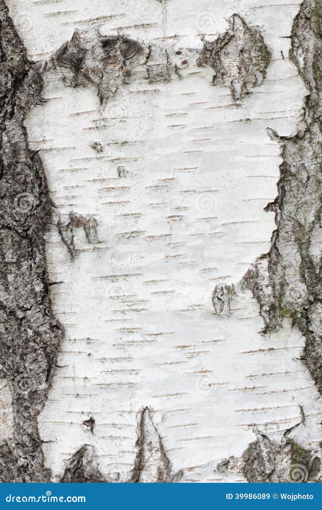 White Birch Tree Texture Background Stock Image - Image of frame ...
