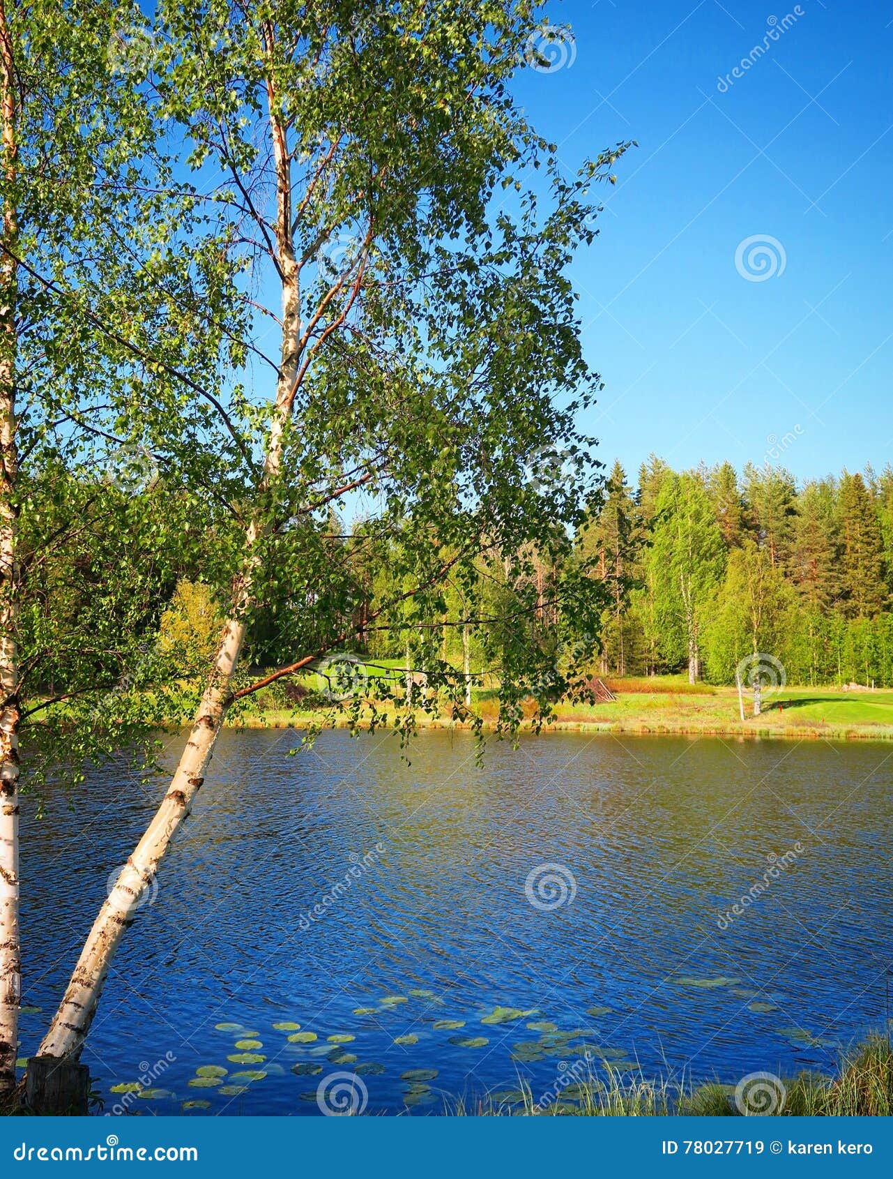 White Birch Tree by the Water Stock Image - Image of water, tree: 78027719