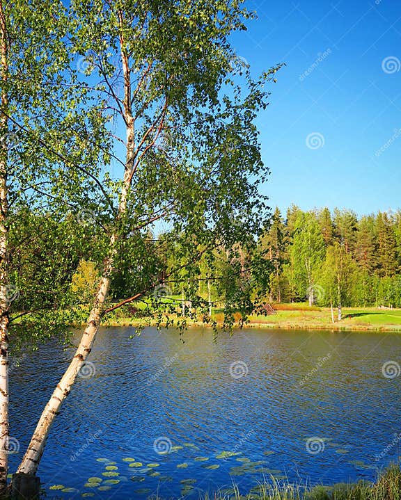 White Birch Tree by the Water Stock Image - Image of water, tree: 78027719